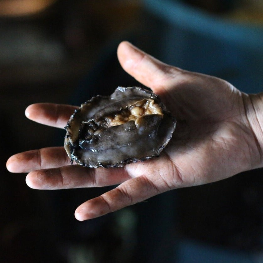 Live Abalone - California