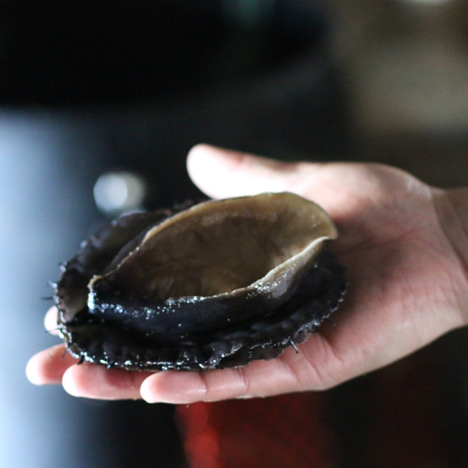Live Abalone - California