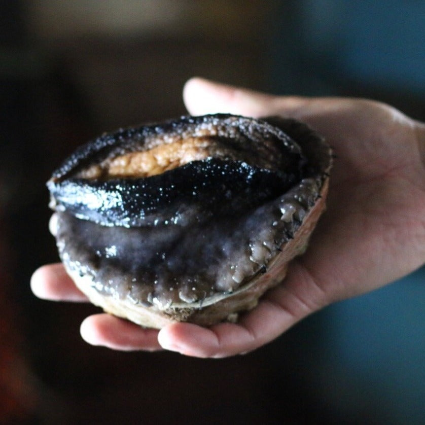 Live Abalone - California
