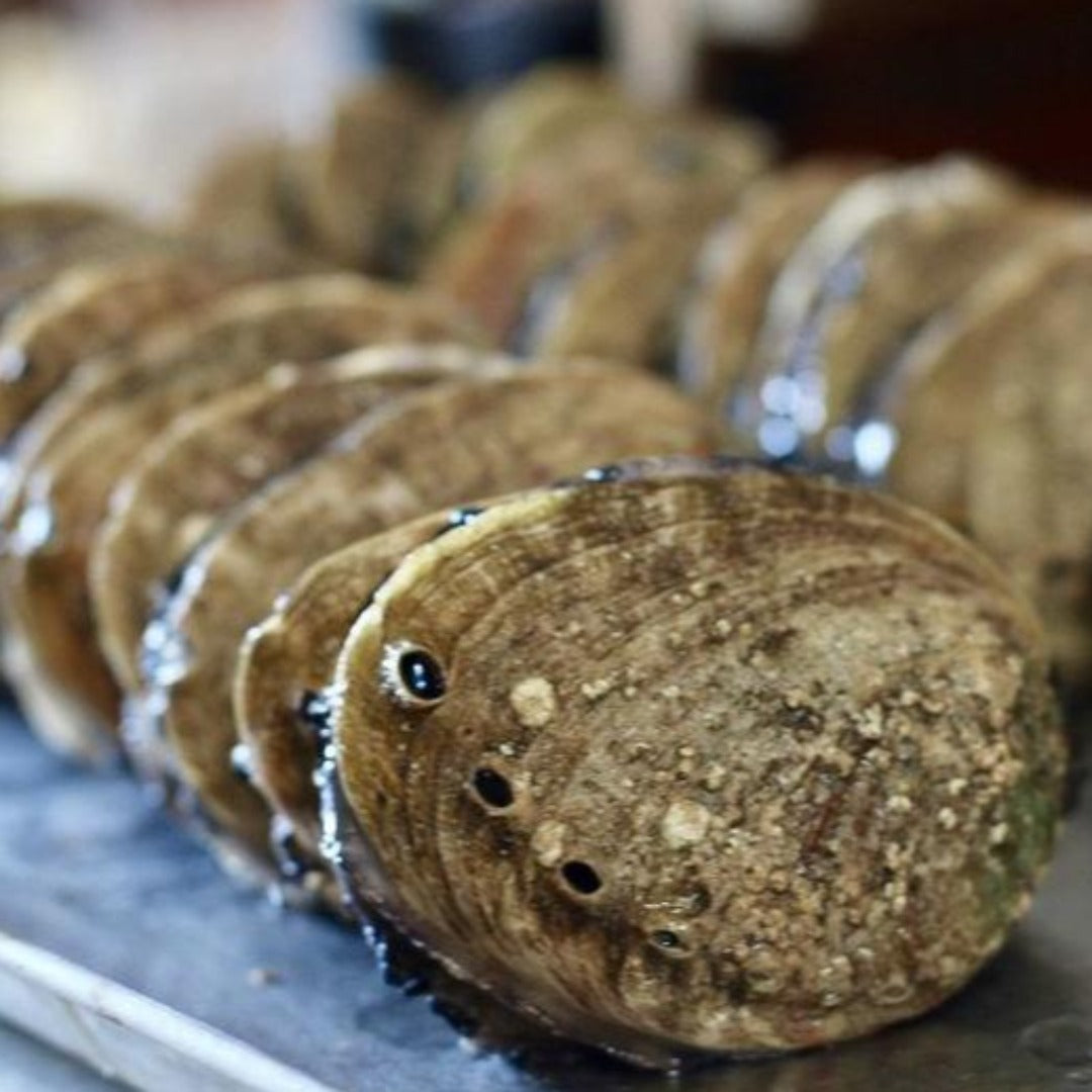 Live Abalone - California