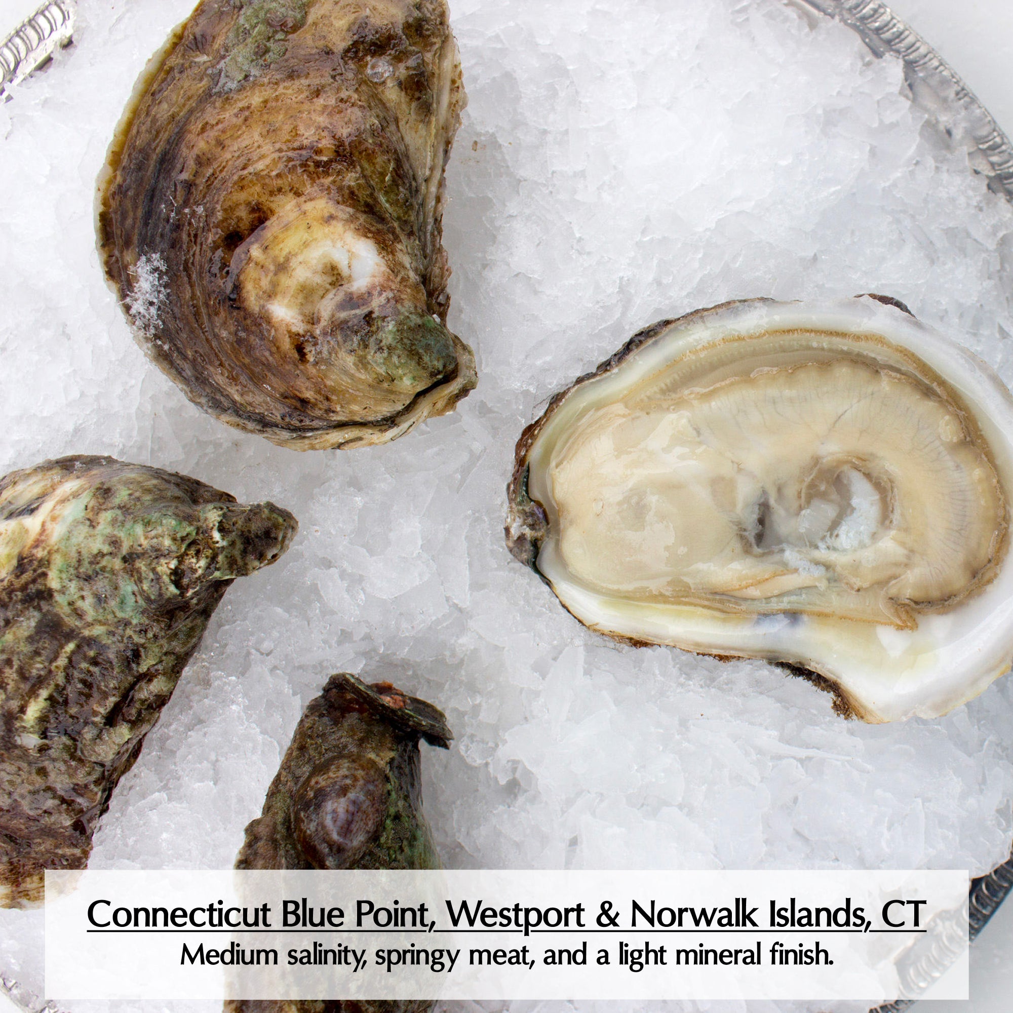 Connecticut Oysters | E-Fish.com