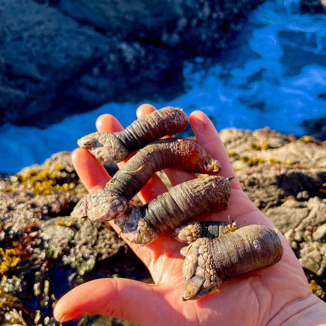 Wild Gooseneck Barnacles - Order Percebes Online | E-Fish.com