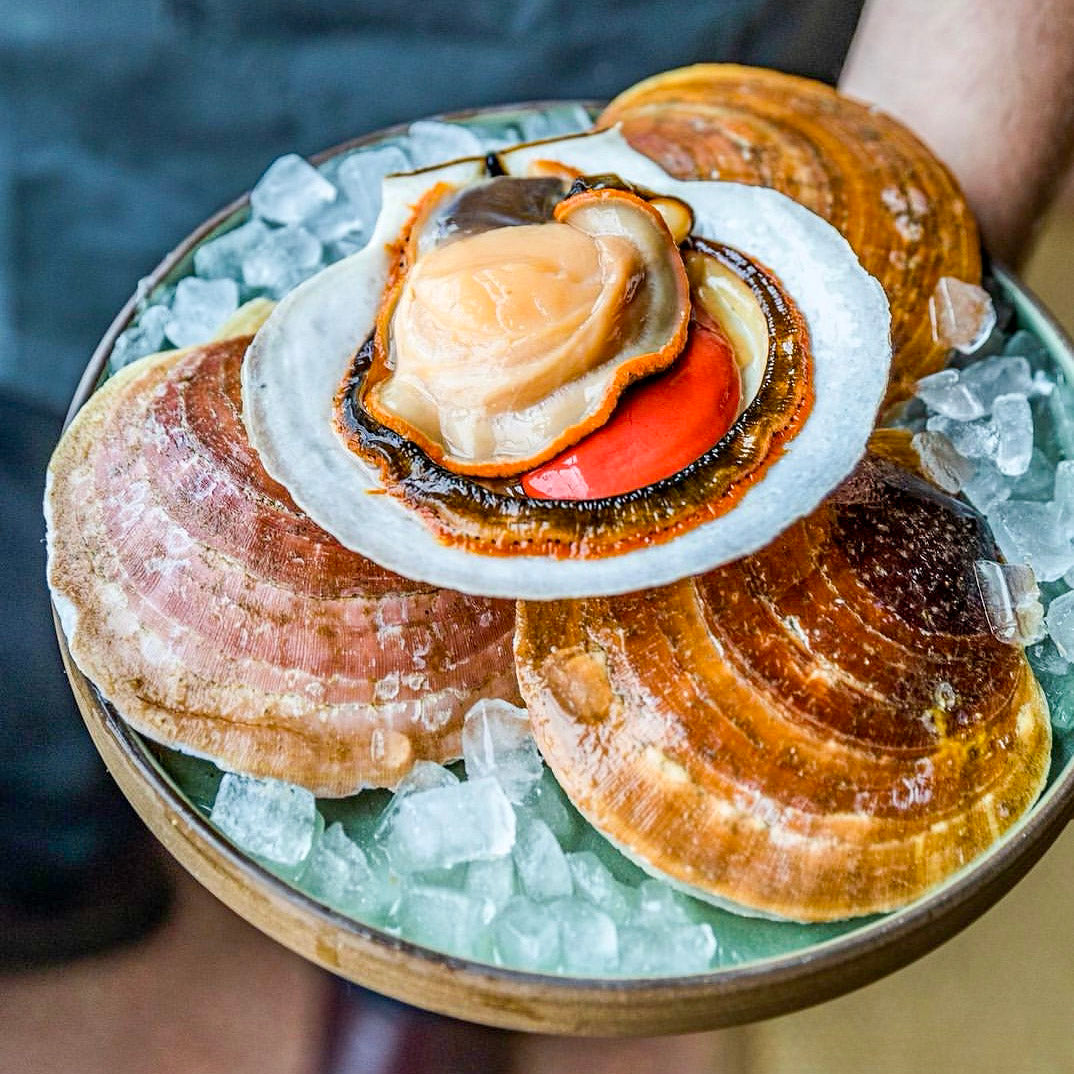 Live Sea Scallops - Order Live Scallops Online | E-Fish.com