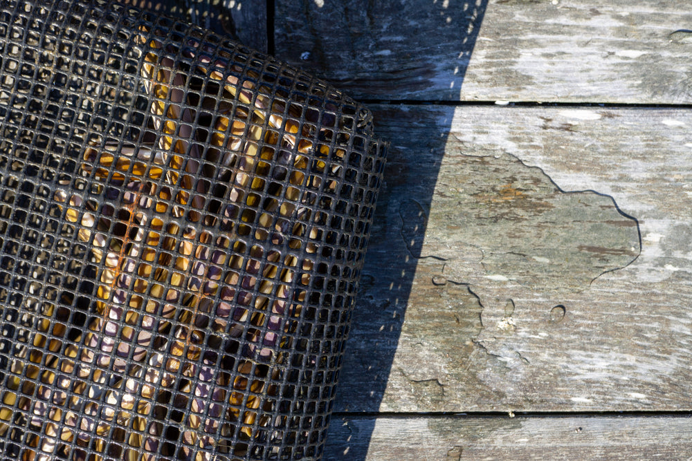 Live Razor Clams - Buy Razor Clams Online | E-Fish.com