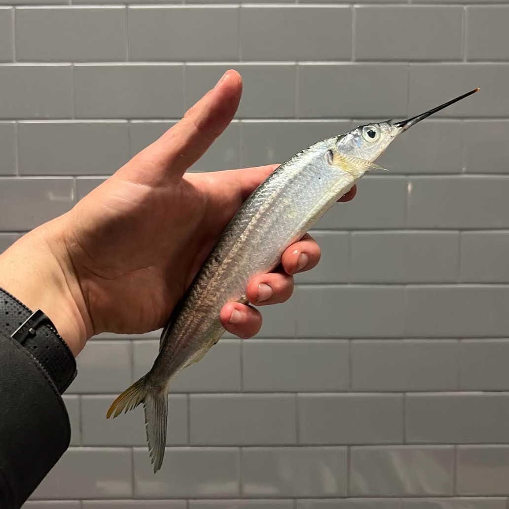 Fresh Florida Ballyhoo - Buy Fresh Ballyhoo | E-Fish.com