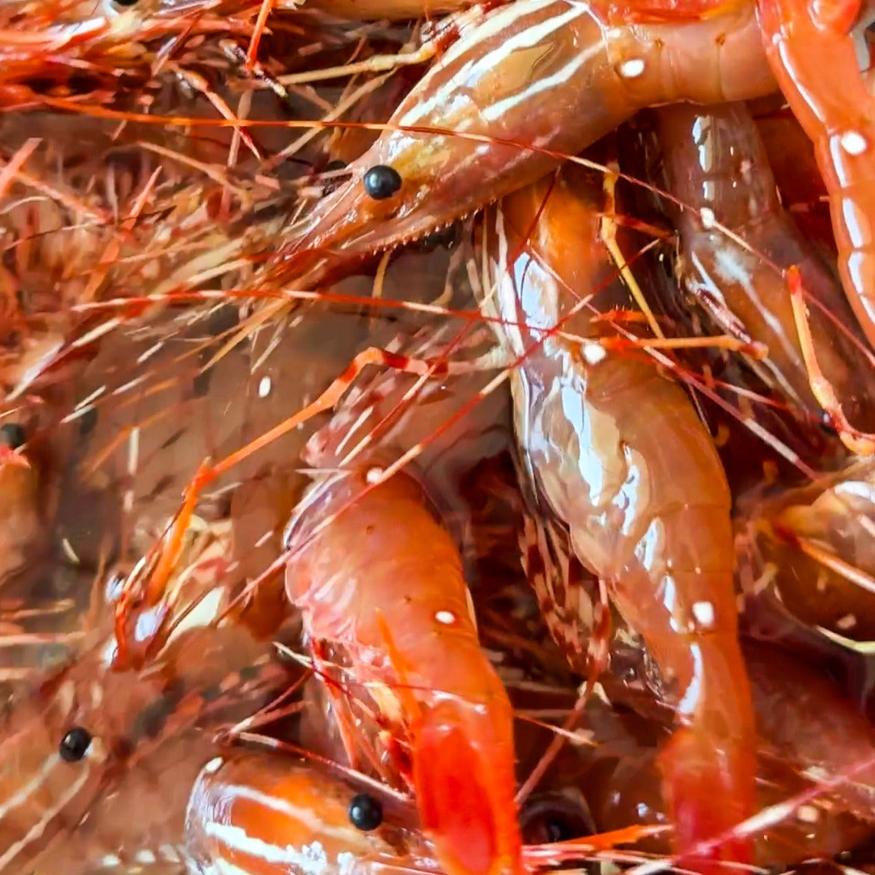 Fresh Spot Prawns - Order Spot Prawns Online | E-Fish.com