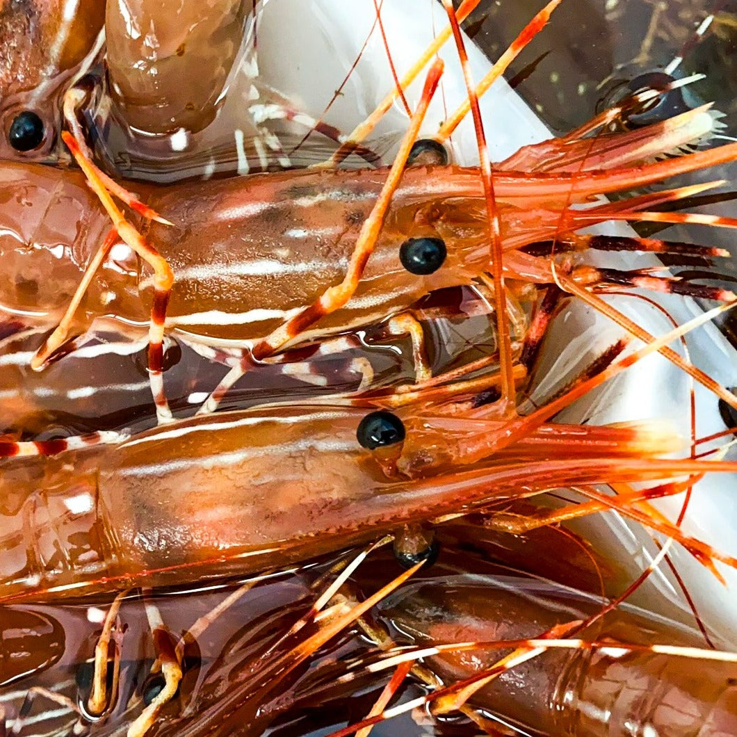 Fresh Spot Prawns - Order Spot Prawns Online | E-Fish.com