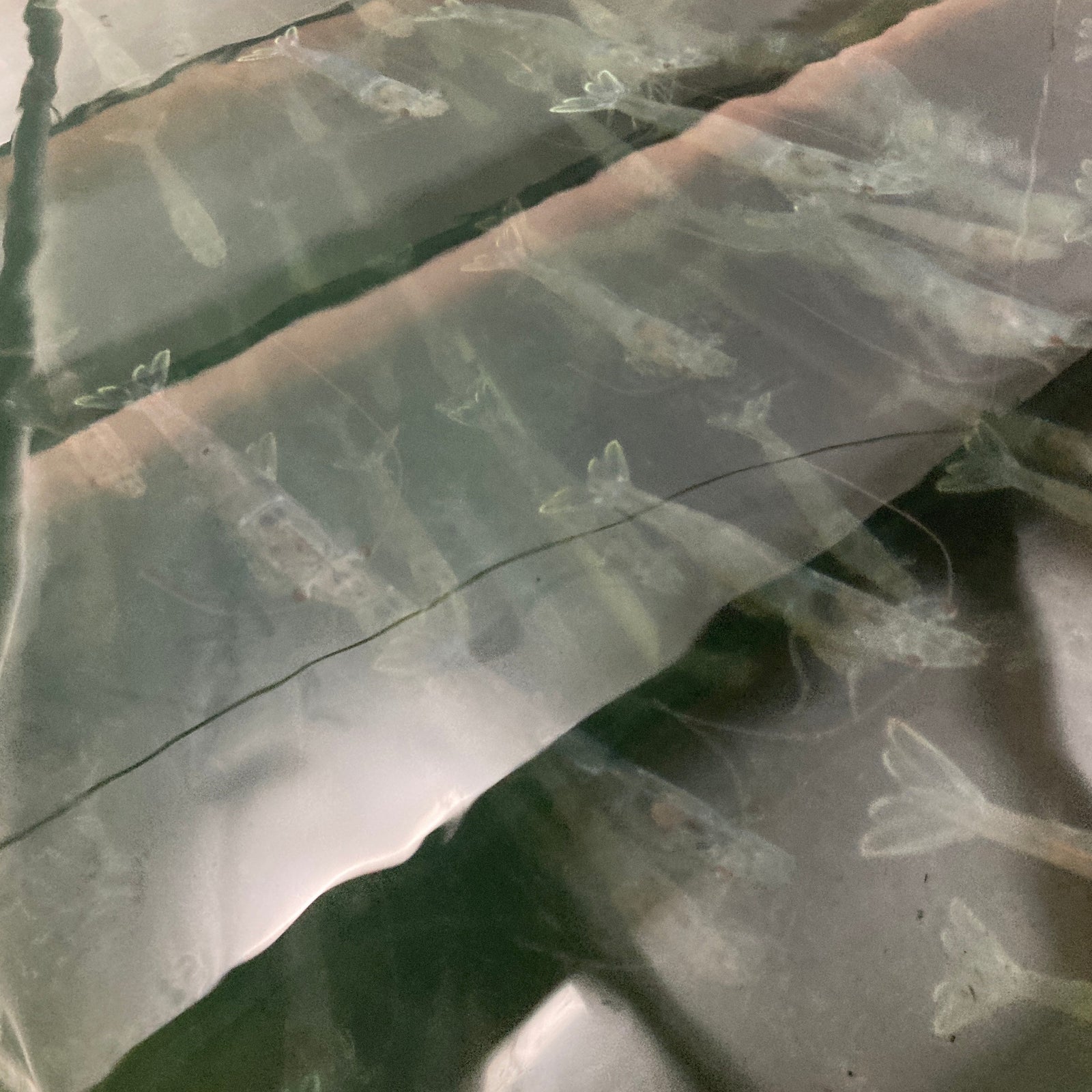 Fresh TransparentSea Shrimp - Buy Fresh Prawns | E-Fish.com