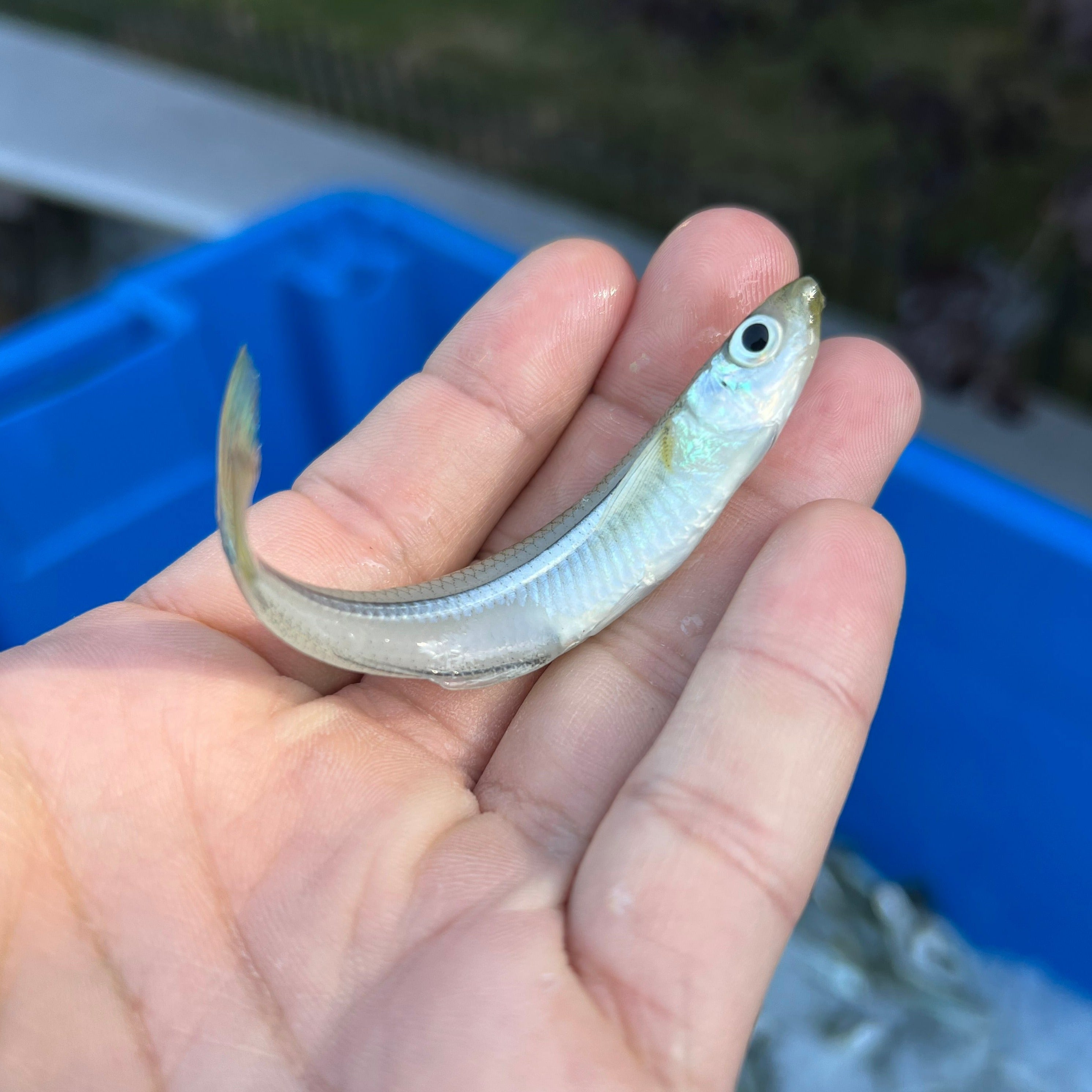 Fresh Spearing - Buy Spearing Online | E-Fish.com