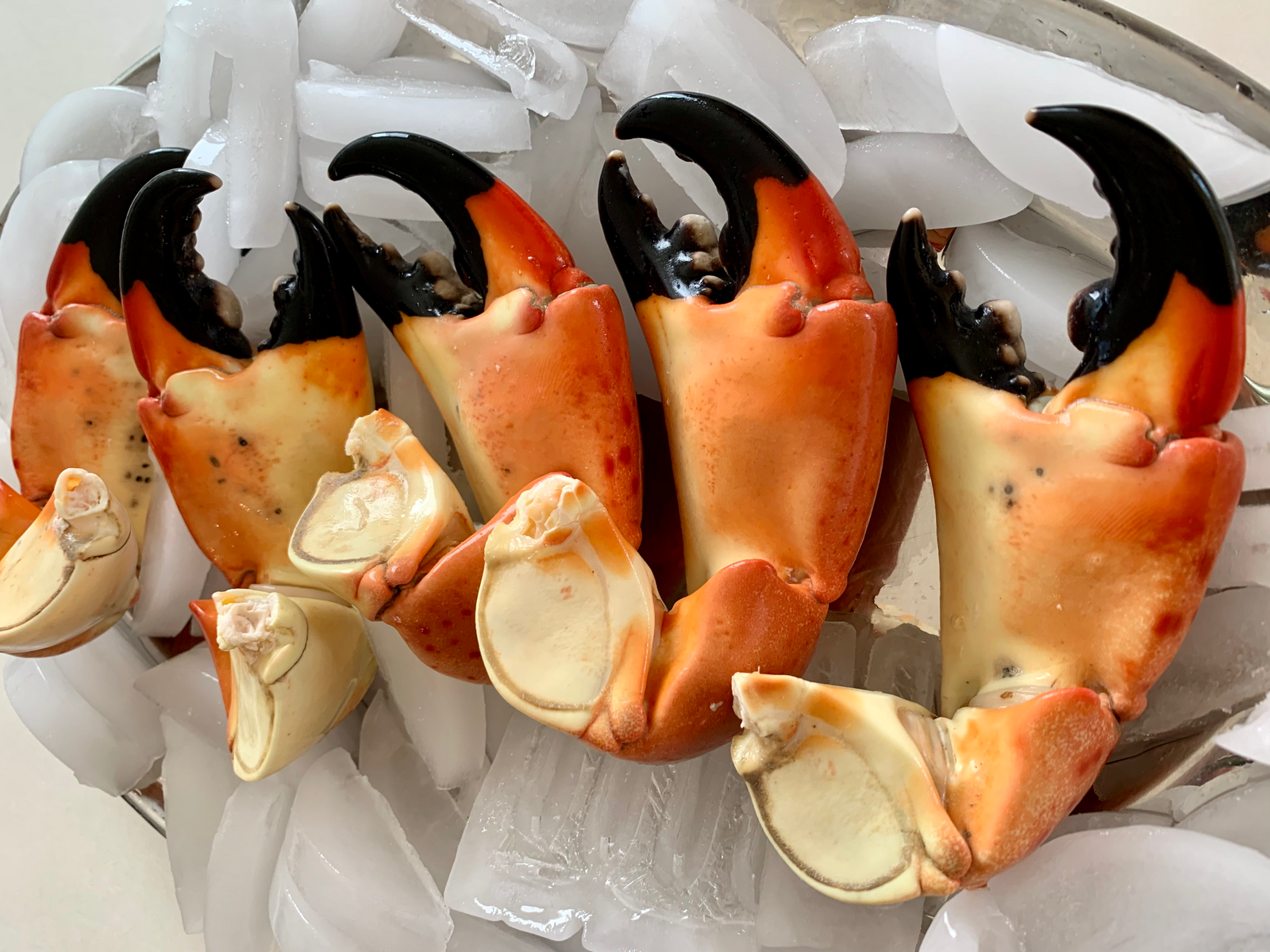 Fresh Florida Stone Crabs - Buy Fresh Crab | E-Fish.com